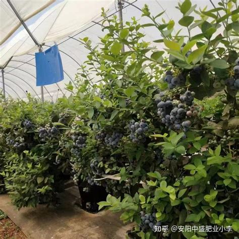 蓝莓如何施肥管理蓝莓施肥上什么肥料好 知乎