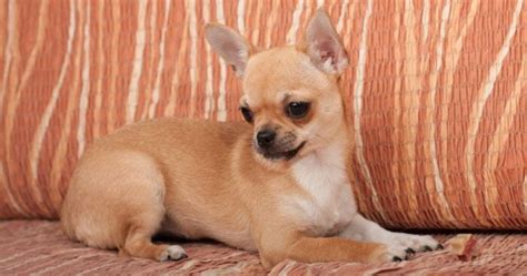Las 6 Mejores Razas De Perros De Apoyo Emocional Son Psicólogos De