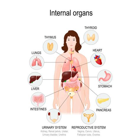 Liver Location In Female Body