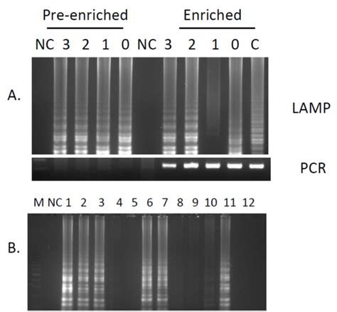 Rapid Detection Of Salmonella Spp From Meat Loop Mediated Isothermal Amplification Lamp