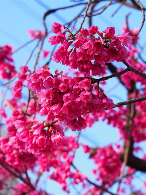 緋寒桜 金澤桜百景