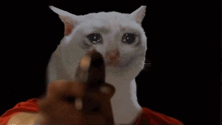 猫敲键盘gif 敲键盘gif 伤感说说吧