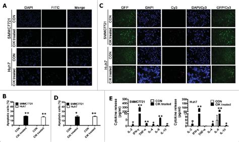 Cik Cells Efficiently Killed Hcc Cells Including Putative Cscs