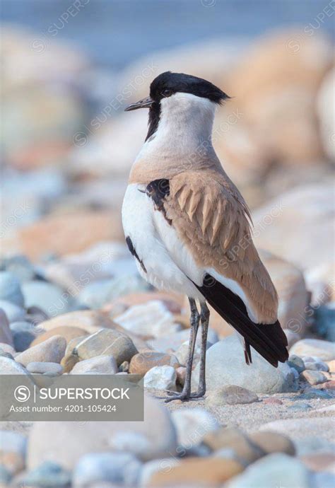 River Lapwing Vanellus Duvaucelii Uttarakhand India Superstock