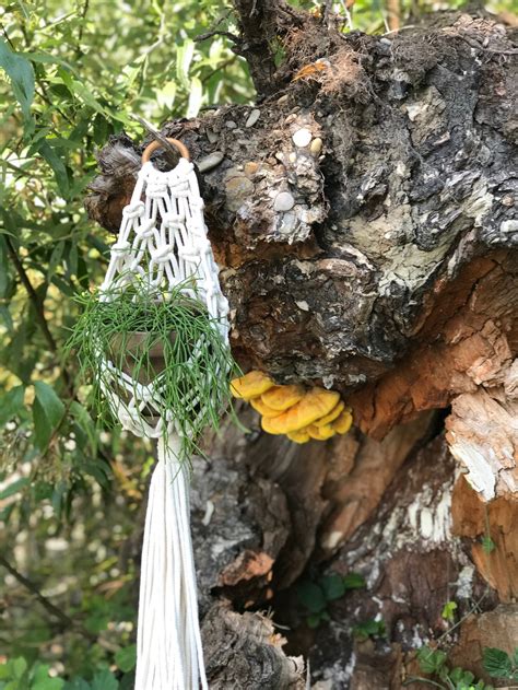 PDF Pattern Macrame Pod Planter Macrame Plant Hanger Etsy