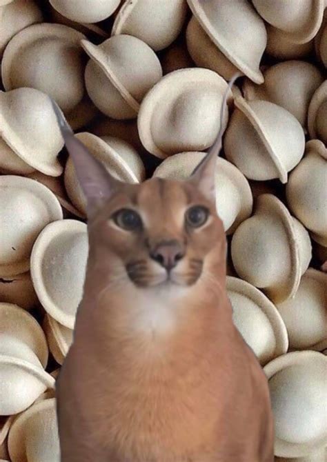 Russian Cat Caracal Day And Mood Wholesome Memes Cool Pictures Hello Kitty Pokemon Funny