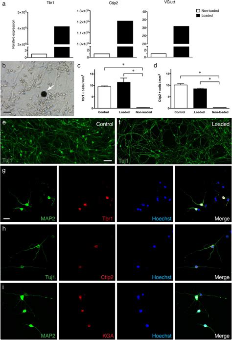 In Vitro Cortical Differentiation Of Human Ipsc Derived Lt Nescs