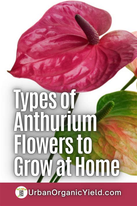 Anthurium Plant Varieties For Your Garden Artofit