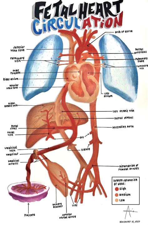 Fetal Heart Anatomy Fetal Circulation Etsy