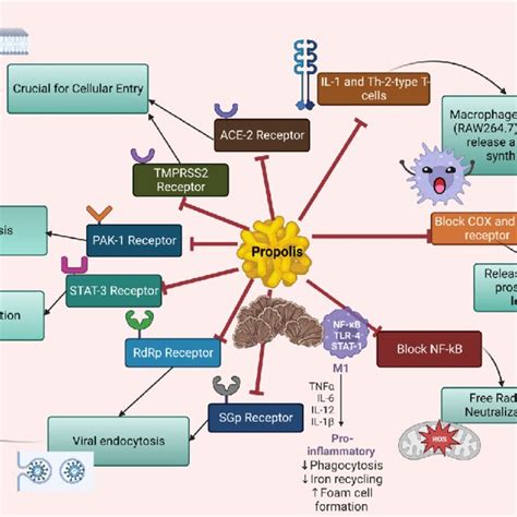 Propolis Has Potent Antioxidant Antitumor Anti Inflammatory And Download Scientific Diagram
