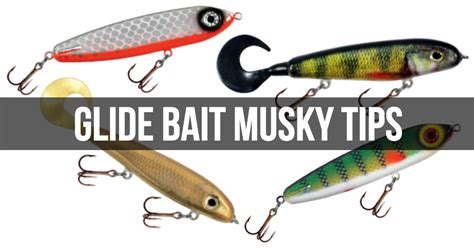 Glide Bait Muskies 101 Musky Insider
