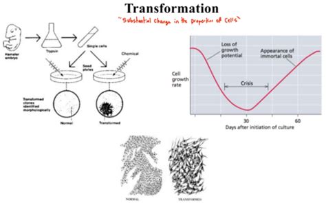 Test 3 Lecture 18 Transformation And Oncogenesis Flashcards Quizlet