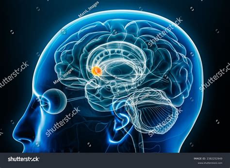 Nucleus Accumbens X Ray Profile Close Up View Stock Illustration 2382252949 Shutterstock