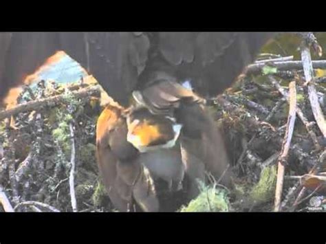 How Do Birds Mate The Cloacal Kiss And Mating Rituals Explained