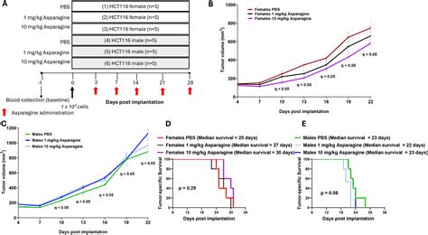 Sex Specific Effects Of Exogenous Asparagine On Colorectal Tumor Growth