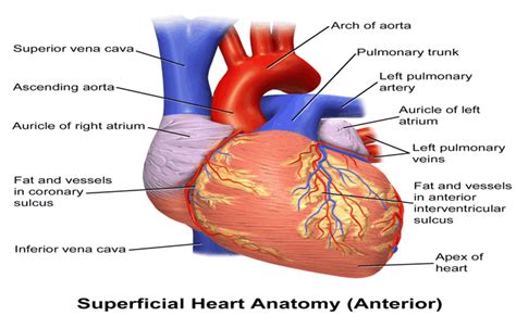 Surface Anatomy Of Heart And External Features Of Heart