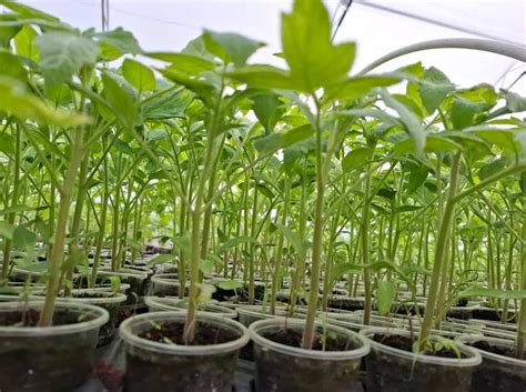 5 дни ВАЖНО Календар за засаждане на краставиците тази година Виж в първи коментар 👇👇👇