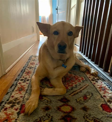 Dingo Lab Mix Dingo Lab Mix
