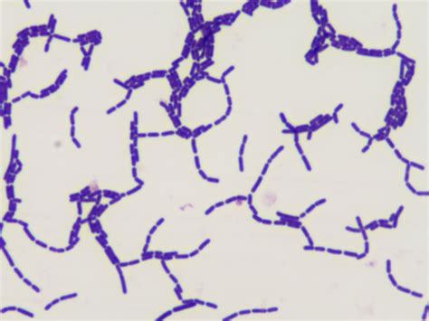 Lactobacillus Rhamnosus Gg Atcc 53103 Cphi Online