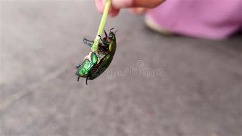 European Rose Chafer Insect Lifted Stock Image Image Of Meadow