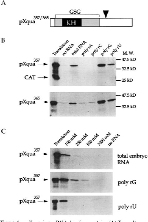 Figure 1 From The Kh Domain Protein Encoded By Quaking Functions As A Dimer And Is Essential For