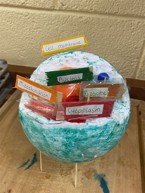 Plant Cell Model Styrofoam Ball