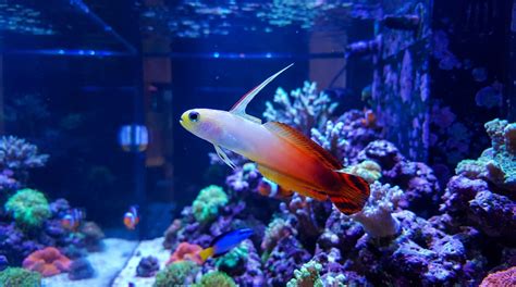 Complete Firefish Goby Care Guide The Perfect Beginner Reef Fish Reefbay