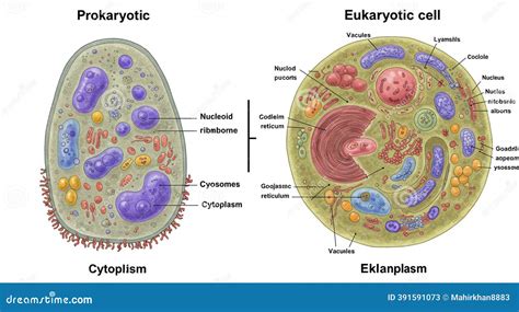 Prokaryotic Cell Structure Chart Vector Medical Illustration 275544784