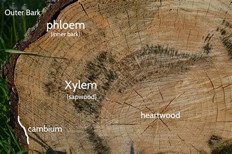 Xylem And Phloem Tree Tree Rings Dendrochronology And