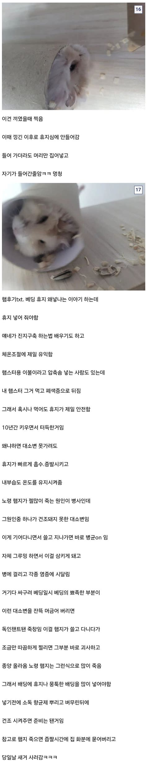 십년간 햄스터 키우기 한우물만 판 디시인 유머 움짤 이슈 에펨코리아