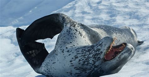 10 Key Facts About Leopard Seals A Z Animals