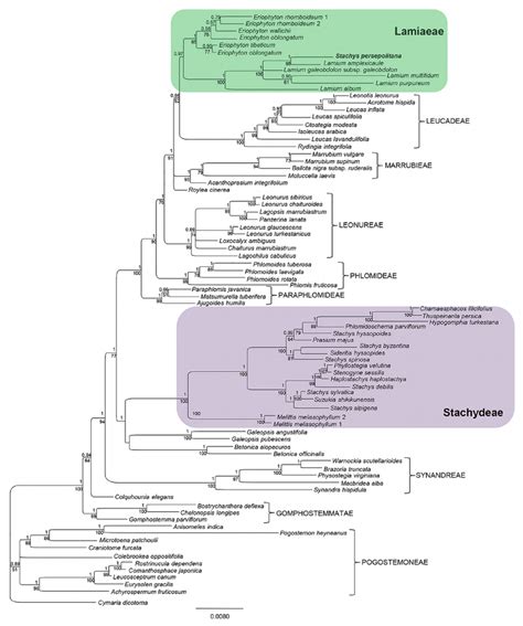 The 50 Majority Rule Consensus Phylogram From A Bayesian Analysis Of
