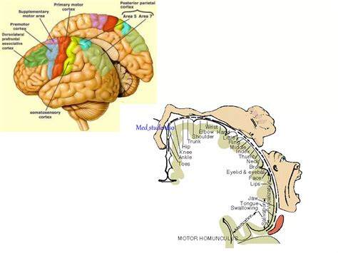 Pyramidal Extrapyramidal Pathways Ppt