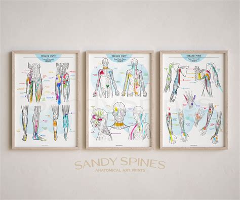 Trigger Point Charts Set Of 3 Posters Sandyspines Trigger Point Charts Set Of 3 Posters Sandyspines