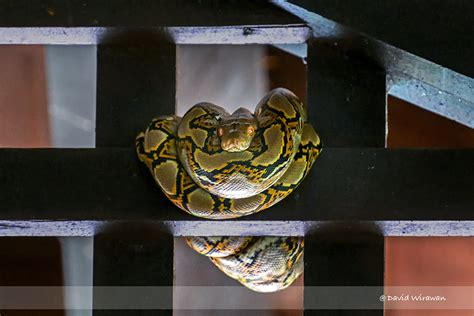 Reticulated Python Singapore Geographic