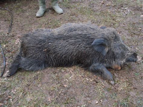 Добра слука споходи ловна дружинка „Ботевград” Новини Ботевград