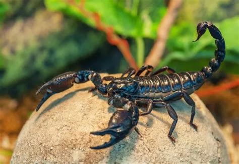 99 Types Of Scorpions Species And Photos