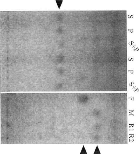 Identification Of The Product A Comparison Of R F Values Download Scientific Diagram