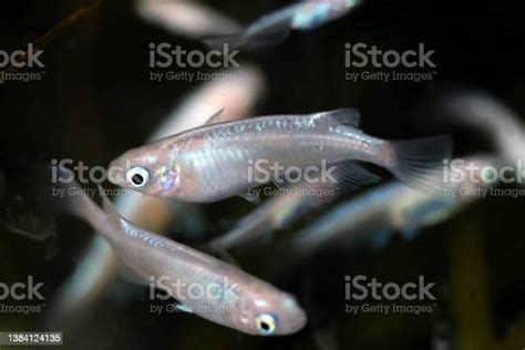 고스트 화이트 바디와 빙하 푸른 눈 일본 수족관 쌀 물고기 메다카 매크로 사진을 닫습니다 물고기에 대한 스톡 사진 및 기타