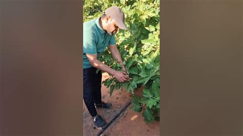 সৌদি আরবের তিন ফলের মাজরা Youtubeshorts Love Short Viralvideo Youtube