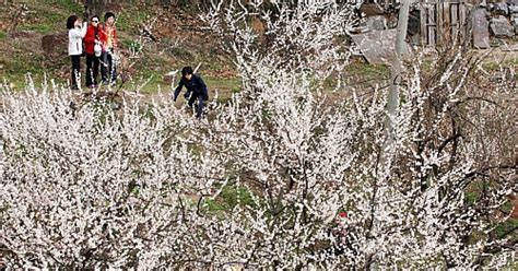 그윽한 매화나무 아래