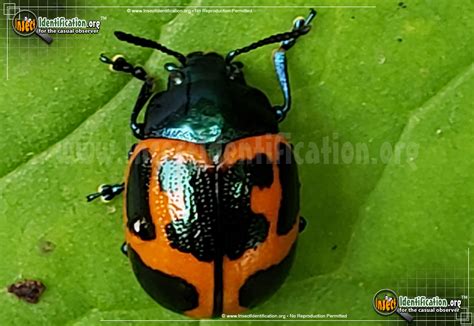 Milkweed Leaf Beetle About Swamp Milkweed Leaf Beetle Maryland