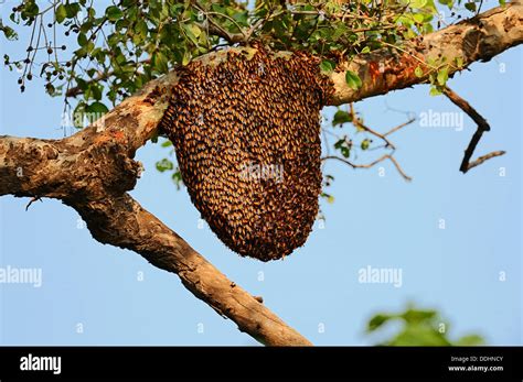 Bees Nest In A Tree Stock Photos Bees Nest In A Tree Stock Images Alamy