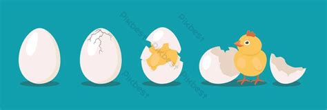 5800 Hatching Process Images Hatching Process Stock Design Images