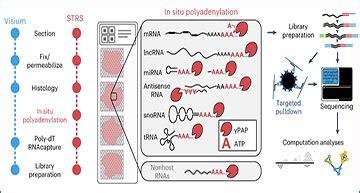 Spatial Total RNA Sequencing Shows Role Of Elusive RNA In Muscle Regeneration RNA Seq Blog