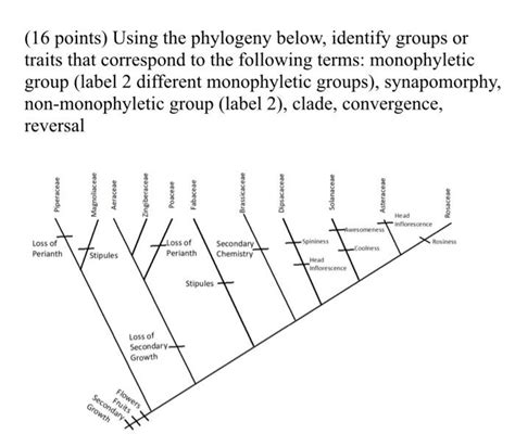 Solved 16 Points Using The Phylogeny Below Identify