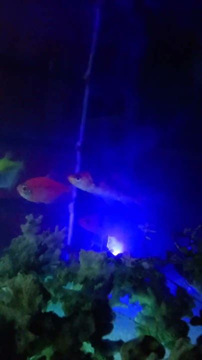 අලුතින් ගෙනාපු කට්ටිය💕 ️👍👍 Youtube