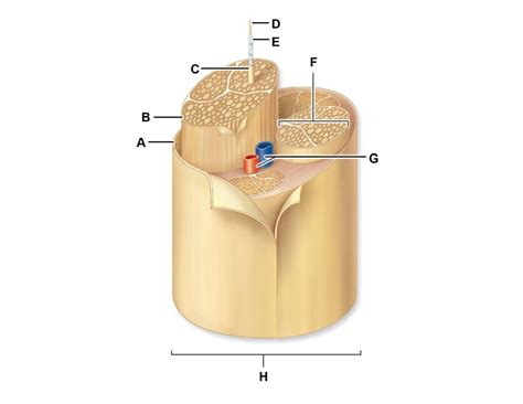 Nervous System Practical Diagram Quizlet