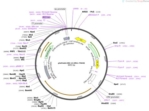 Addgene P3xflag Cmv 14 Mfn1 T564d