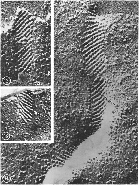 Paracrystalline Array Of Particles In A Shallow Trough The Rows Here Download Scientific